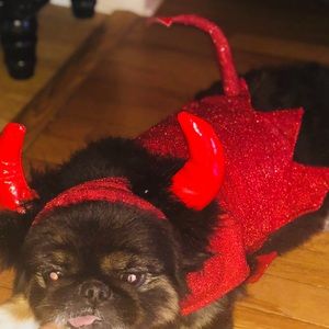 Other | Little Devil Dog Costume For Pups | Poshmark